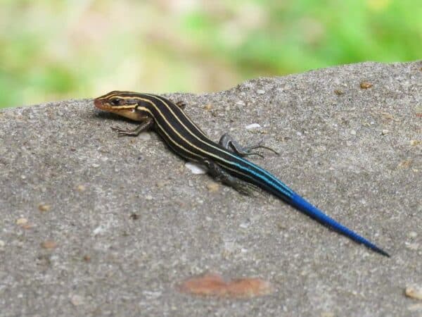 Skink Lizard - Learn About Nature