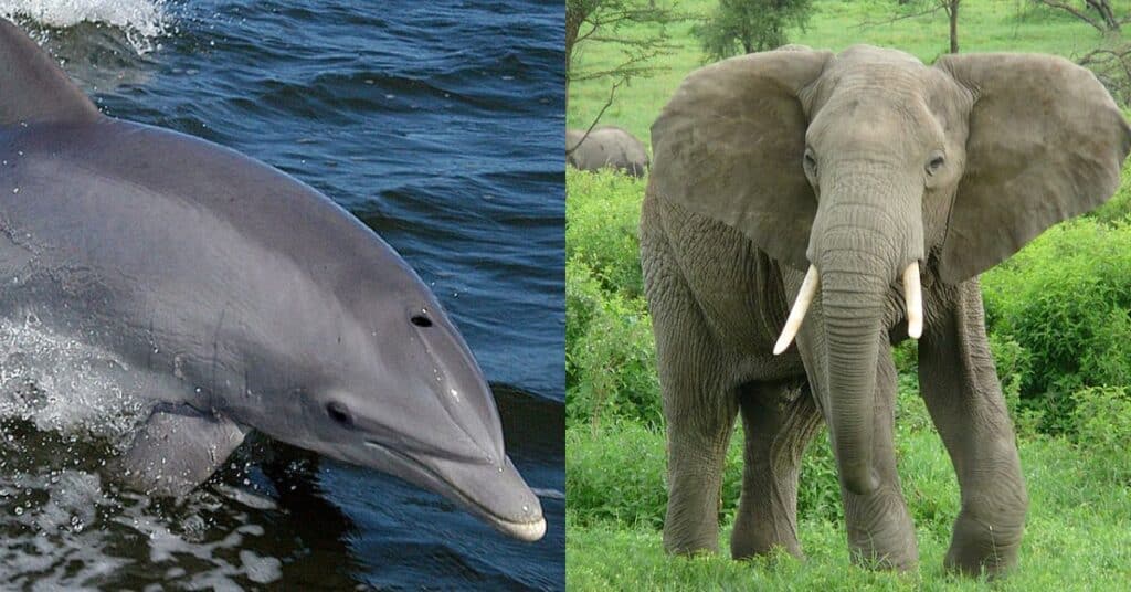 5 Smartest Animals in the World - A Deep Dive into Animal Intelligence ...