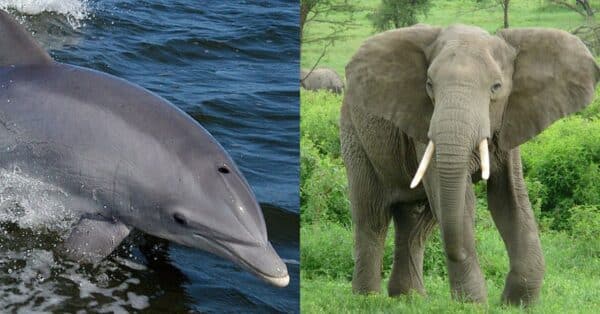 5 Smartest Animals in the World - A Deep Dive into Animal Intelligence ...