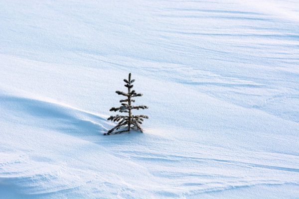 Snow Snake - Learn About Nature