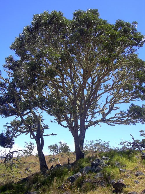Acacia Tree - Learn About Nature