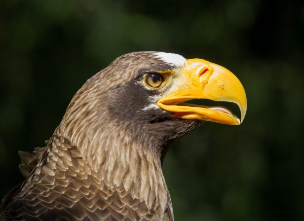 Stellar's Eagle - Learn About Nature
