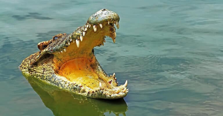 Top 15 Strongest Animal Bite Forces in the World