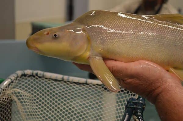 Sucker Fish: Unique Features, Sociability & Factors Affecting Lifespan ...