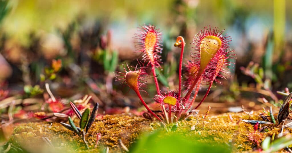 Sundews - Learn About Nature