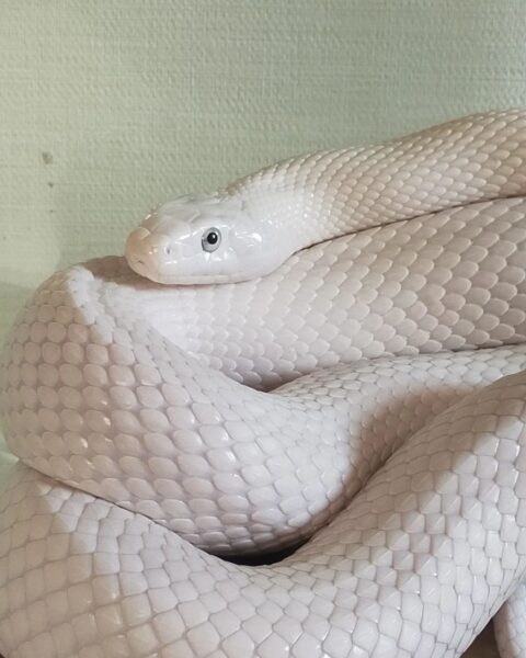Texas Rat Snake - Learn About Nature