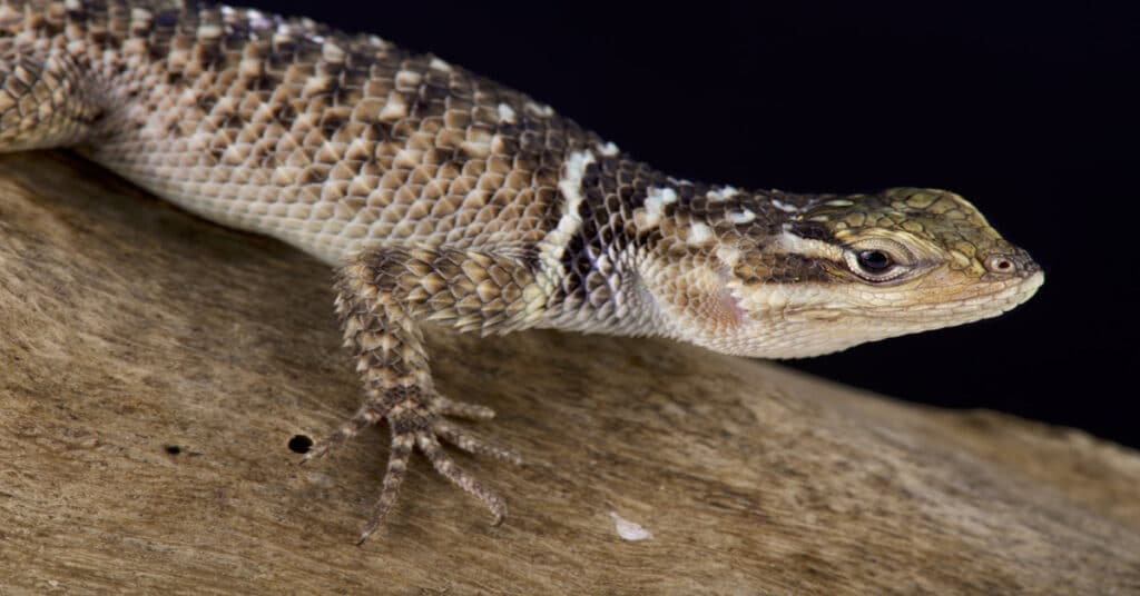Small Lizards - Learn About Nature