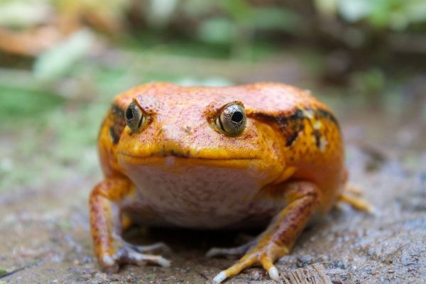 Tomato Frog - Learn About Nature