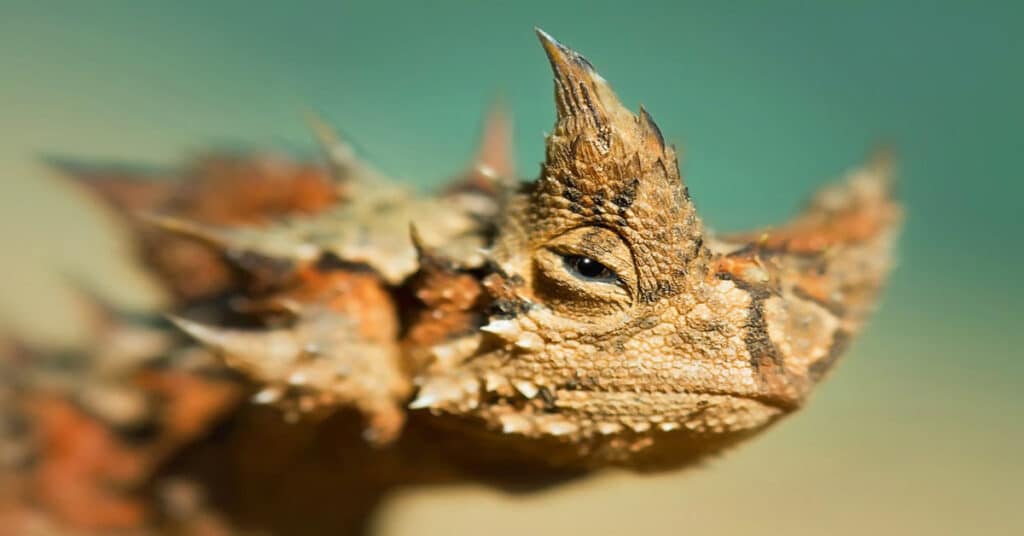 Lizard Facts - Learn About Nature
