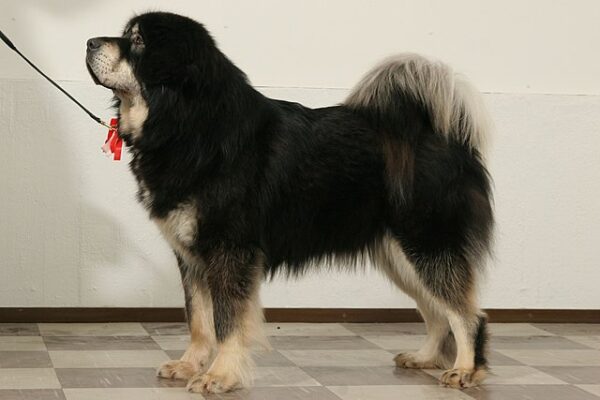 5 Mountain Dog Breeds: A Comprehensive Guide to High-Altitude Canines ...