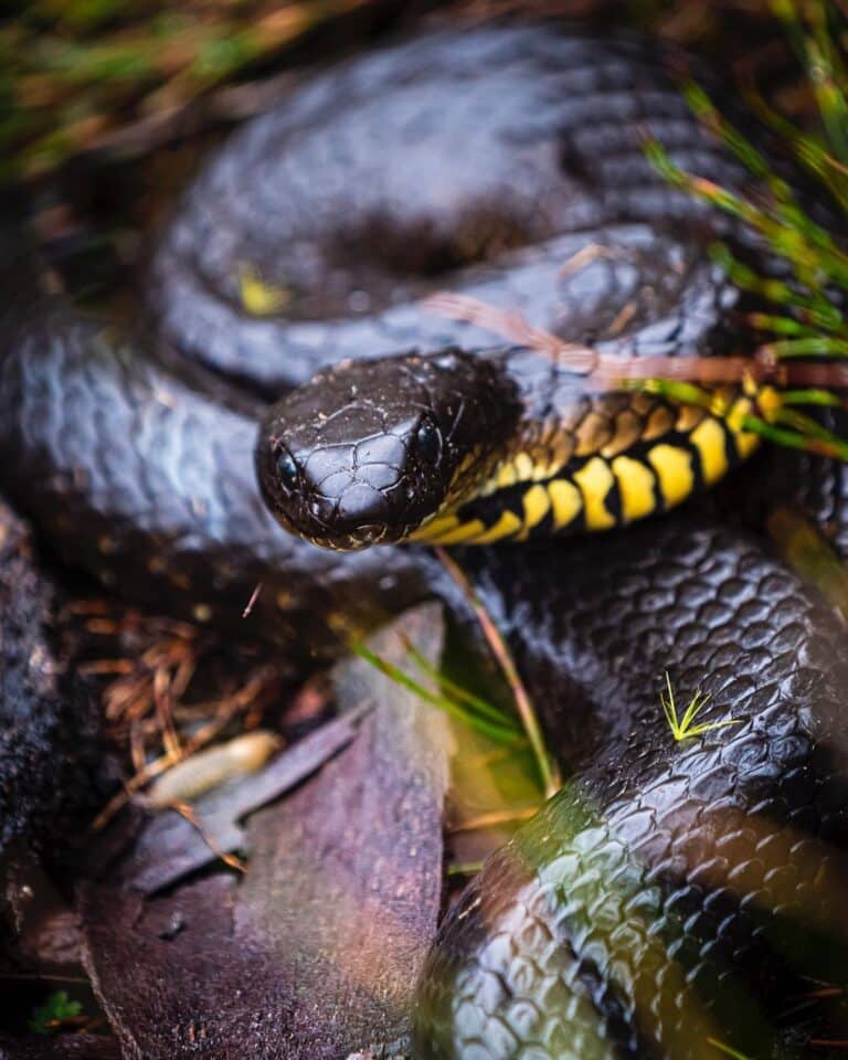 Top 10 Most Venomous Snakes on the Planet