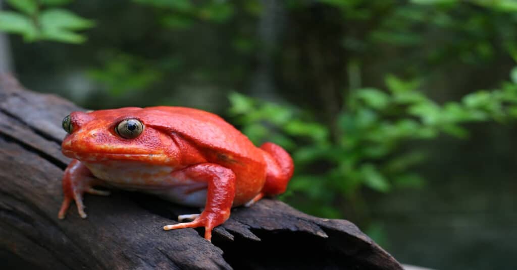Tomato Frog - Learn About Nature
