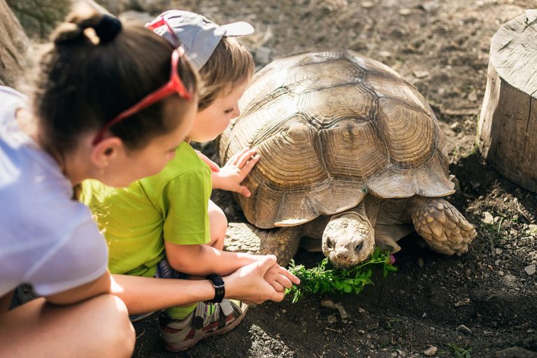 Tortoise-And-Kids - Learn About Nature
