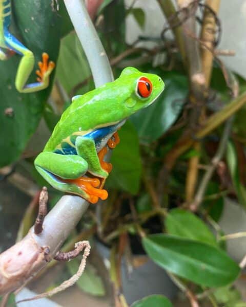 Tree Frogs - All-About Small & Mighty Amphibians - Learn About Nature