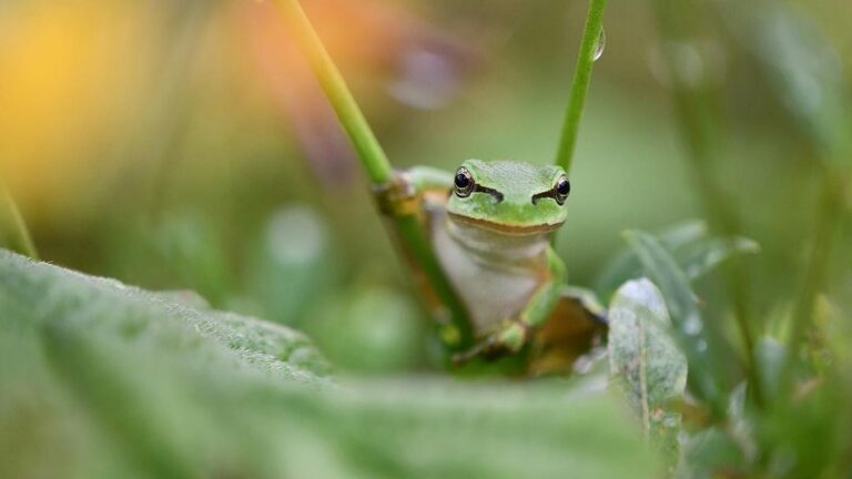 Tree Frogs - All-About Small & Mighty Amphibians - Learn About Nature