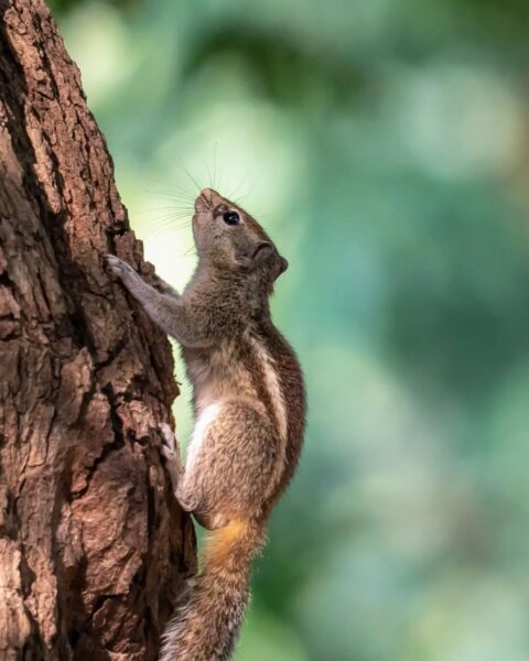 Tree Squirrel - All About Cute And Snappy Mammals - Learn About Nature