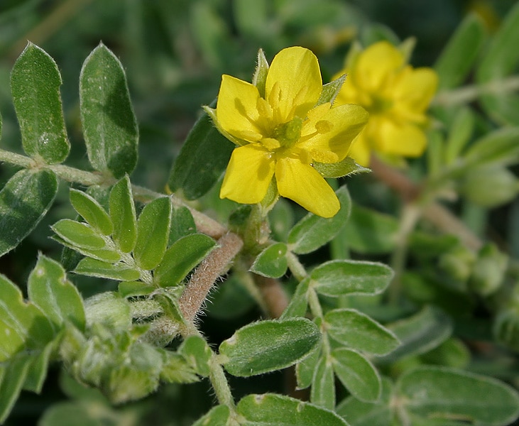Tribulus Terrestris Learn About Nature