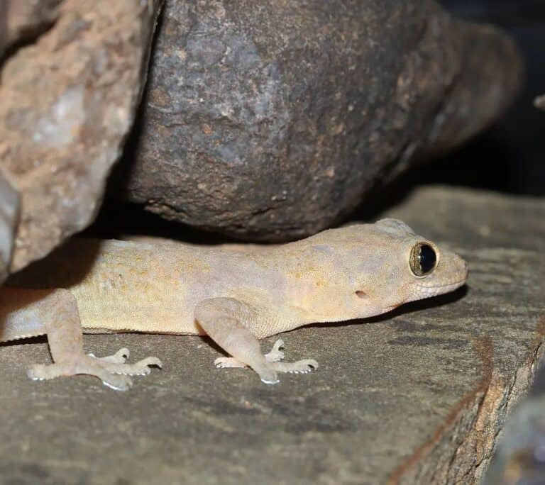 Geckos In Florida - 8 Fascinating Species - Learn About Nature