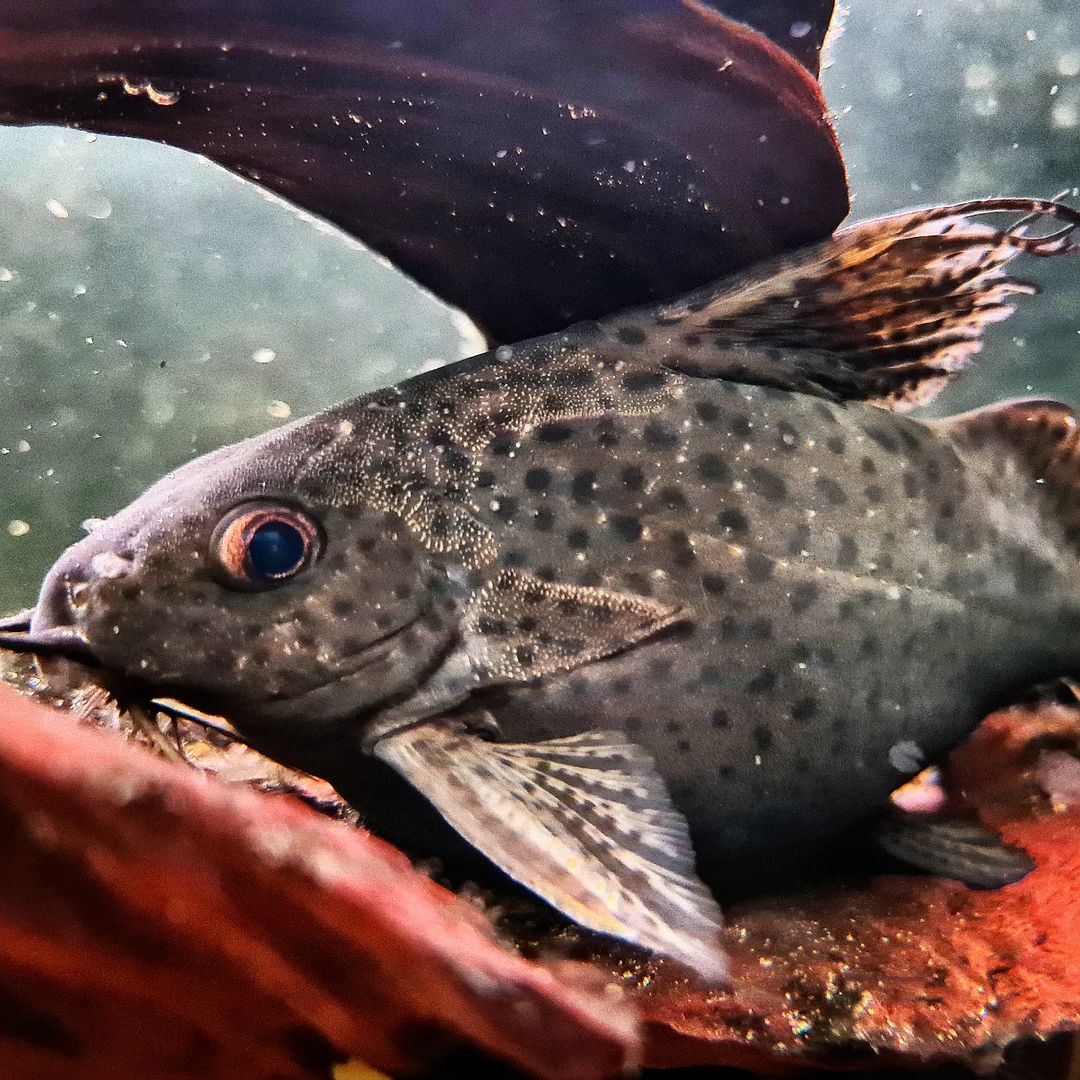 Upside Down Catfish - Learn About Nature