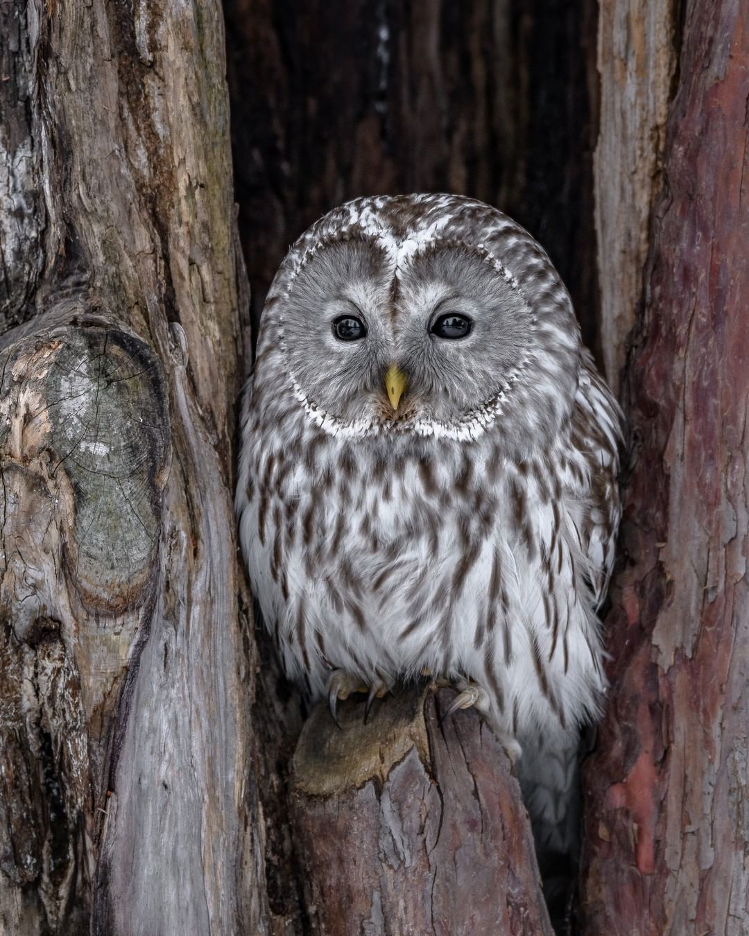 Animals That Start With U - Learn About Nature