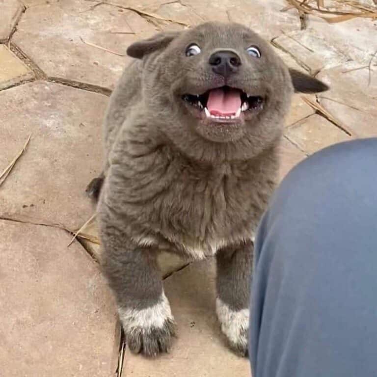 Vietnamese Hmong Dog: Discover One of the Most Distinctive Canine ...