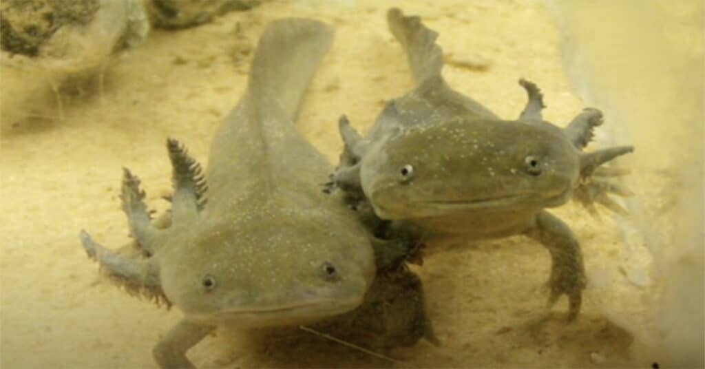 Water Dog Fish: Lifespan, Behavior, & Captivating Process of ...