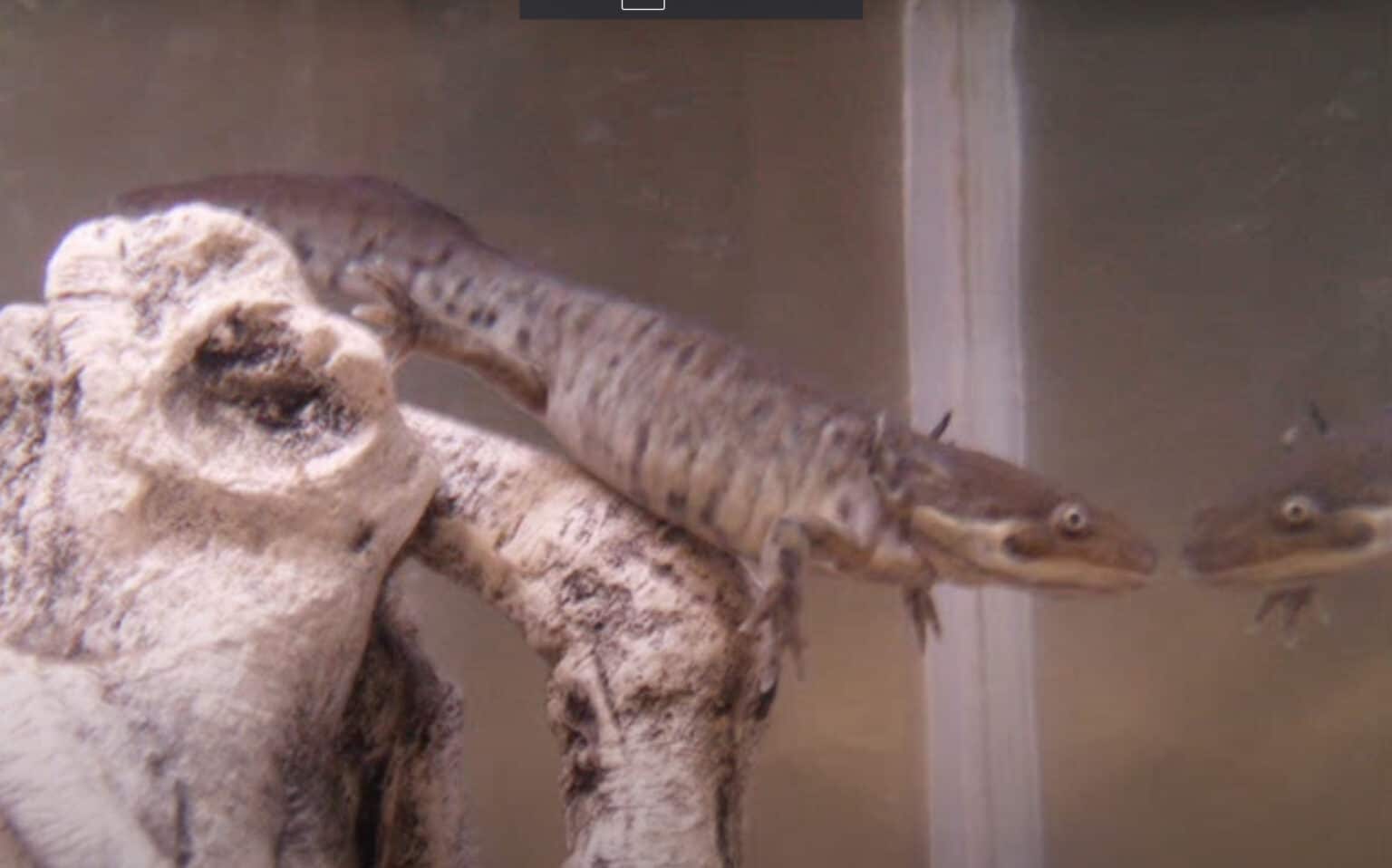 Water Dog Fish: Lifespan, Behavior, & Captivating Process of ...