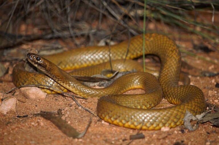 Top 10 Most Venomous Snakes on the Planet