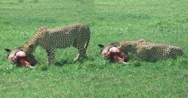 What Do Cheetahs Eat? - Learn About Nature
