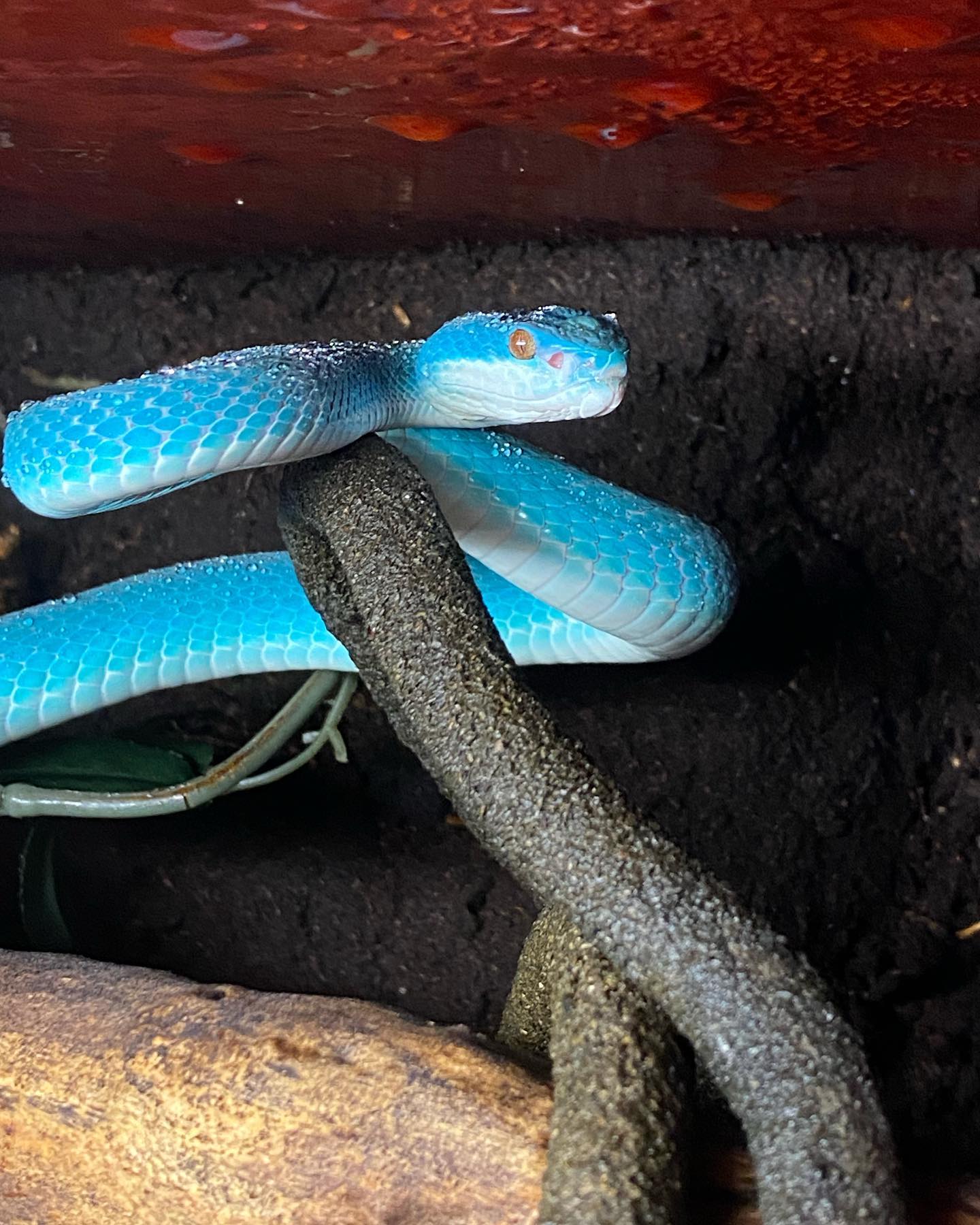 Snakes in Thailand In The Land Of Smiles - Learn About Nature