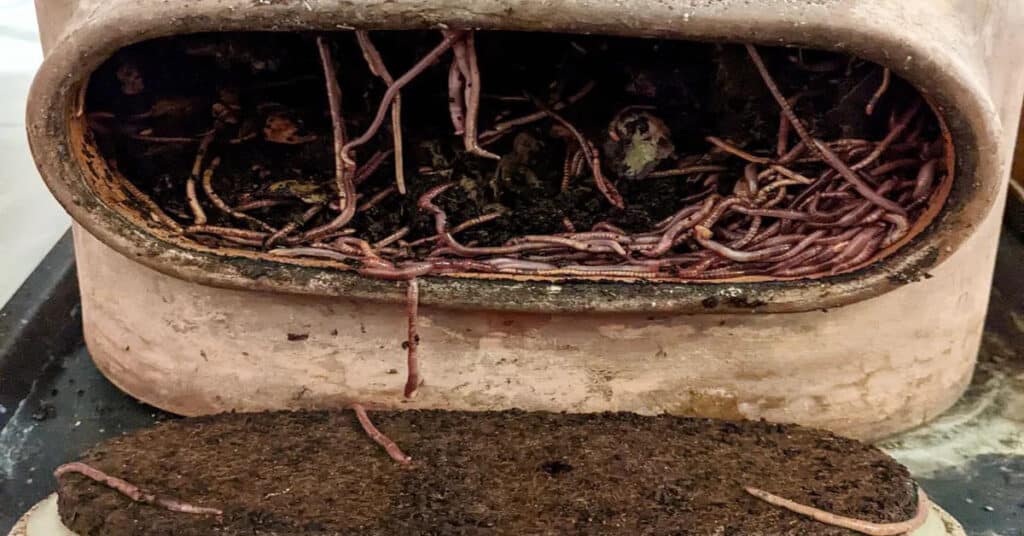 Worm Farm: A Handy Guide for an Efficient Initiative - Learn About Nature