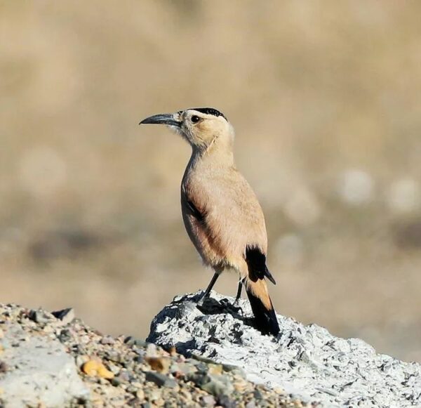 Animals That Start With X - Learn About Nature