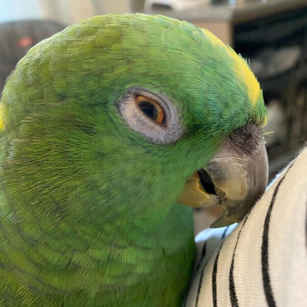 Yellow Naped Amazon - Learn About Nature