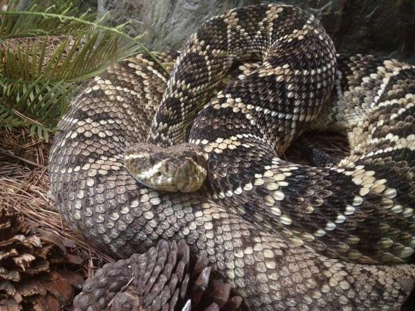 Asp Snake - Learn About Nature
