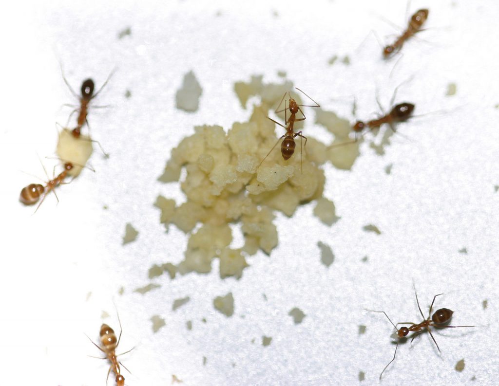 Ant Larvae - Learn About Nature