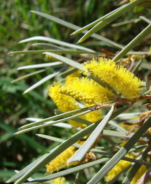 January Flowers: Acacia - Learn About Nature