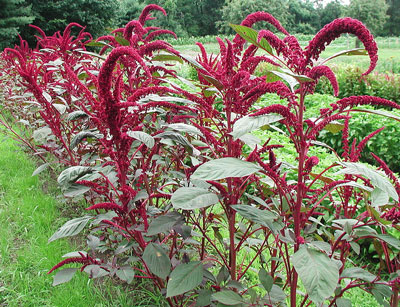 amaranthus02 - Learn About Nature