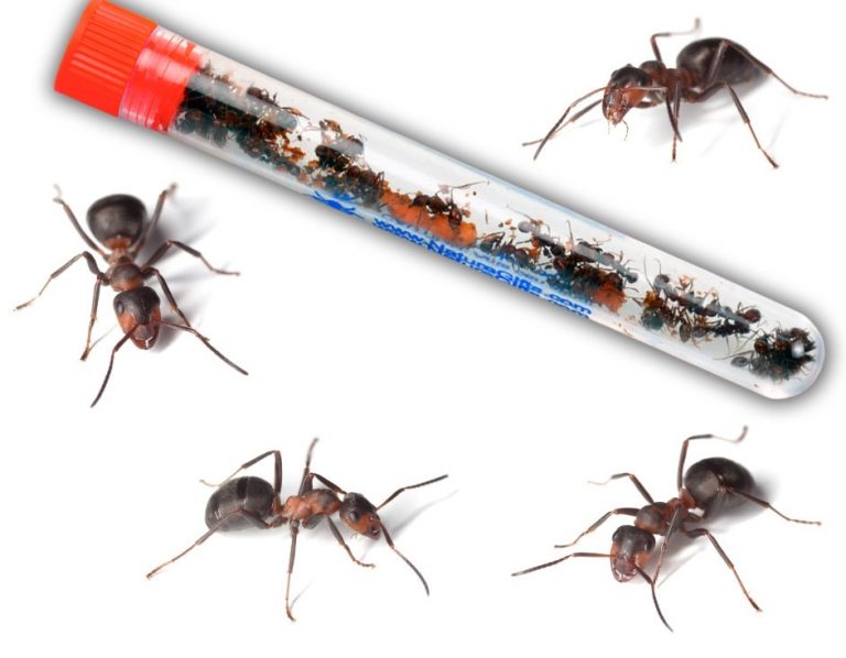 Western Harvester Ants in Their Natural Habitat - Learn About Nature