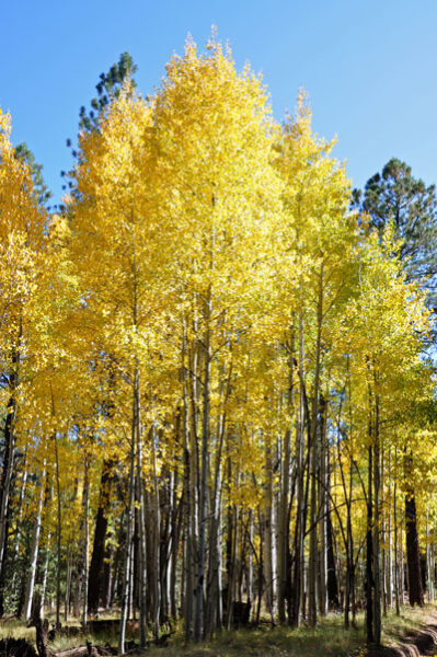 Aspen Tree - Learn About Nature