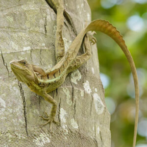 Basilisk Lizard - Learn About Nature