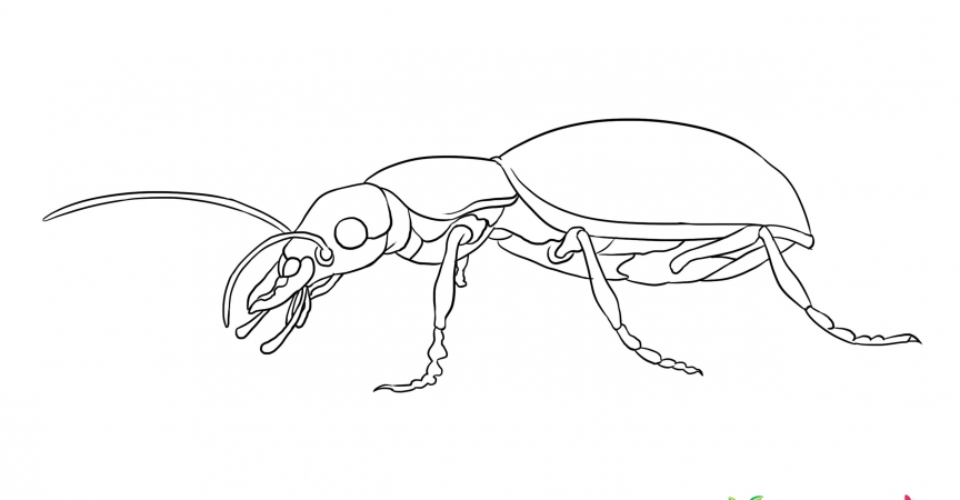 Coloring Pages Of Beetles