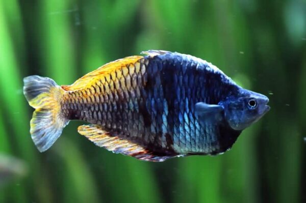 Australian Rainbow Fish - Learn About Nature