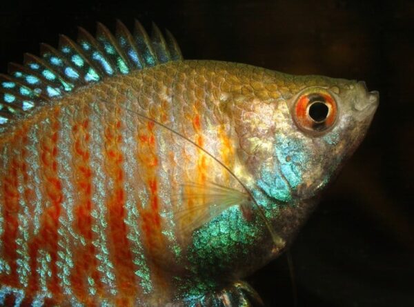 Dwarf Gourami - Learn About Nature