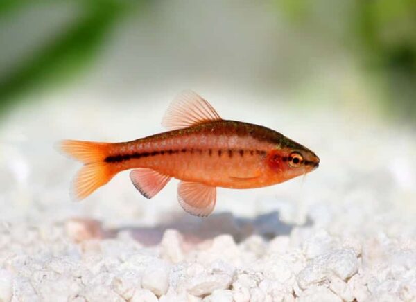 Cherry Barb - Learn About Nature