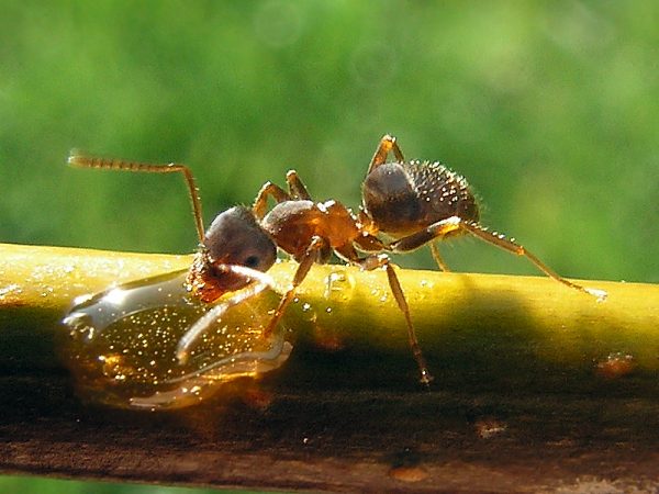Ant Eggs - How They're Formed & How to Identify - Learn About Nature