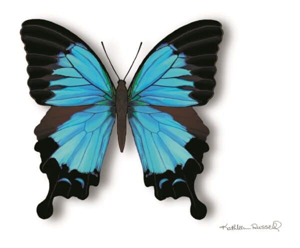 Blue Swallowtail Butterfly - Learn About Nature