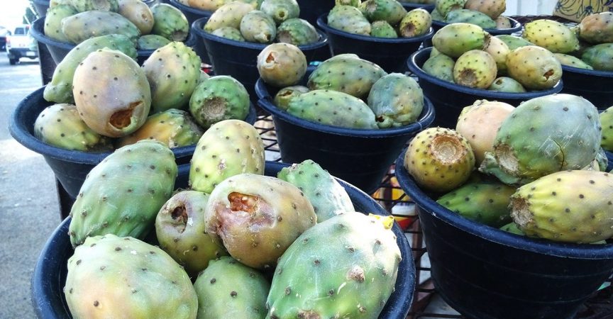 Cactus Fruit - Learn About Nature