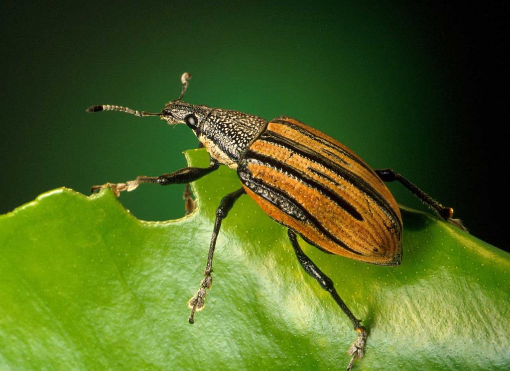 Weevil Beetle - Learn About Nature