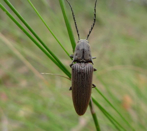 Click Beetles - Learn About Nature