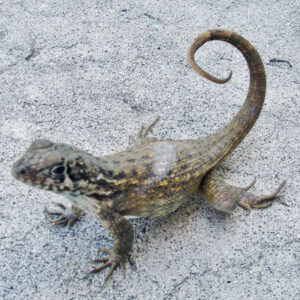 Curly Tail Lizard - Learn About Nature